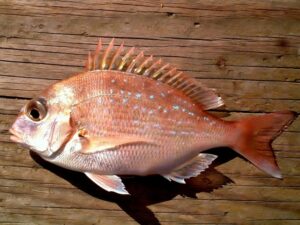 Taimeshi (Whole grilled sea bream rice) - Japanese recipe